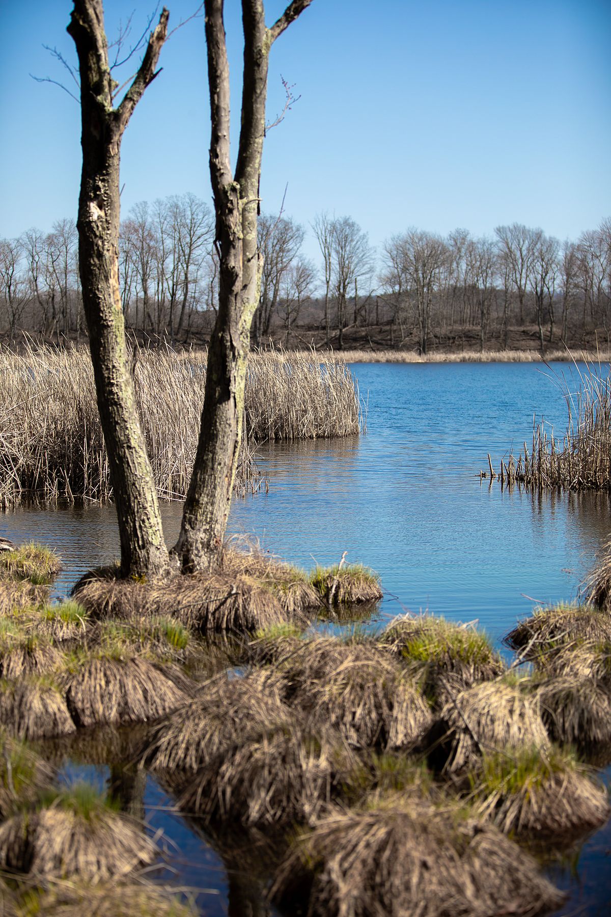 Thompson Pond Preserve
