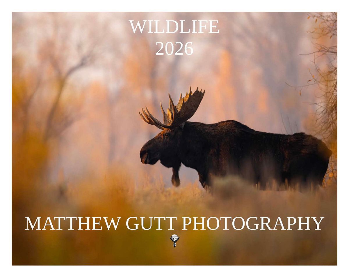 NEW 2026 WILDLIFE CALENDAR!!!