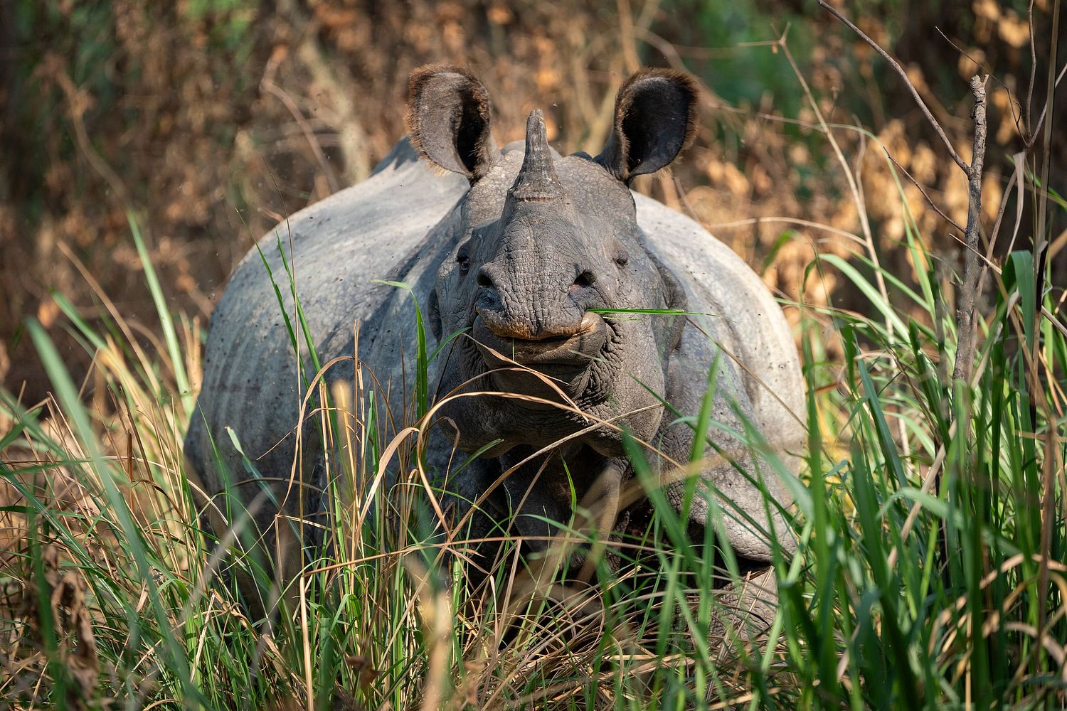 Animal and Wildlife Images
