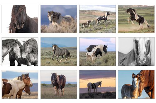 2023 McCullough Peaks Wild Horse and Washakie Calendars for Sale