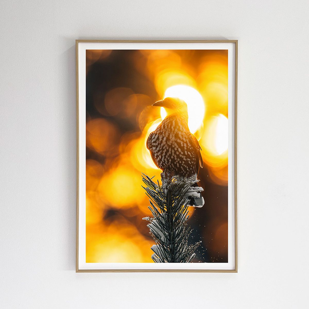 Fine art print of Northern Nutcracker