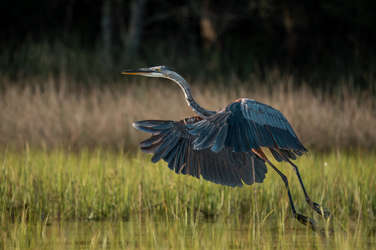 Great Blue Heron Takes Flight: A Stunning Natural Moment