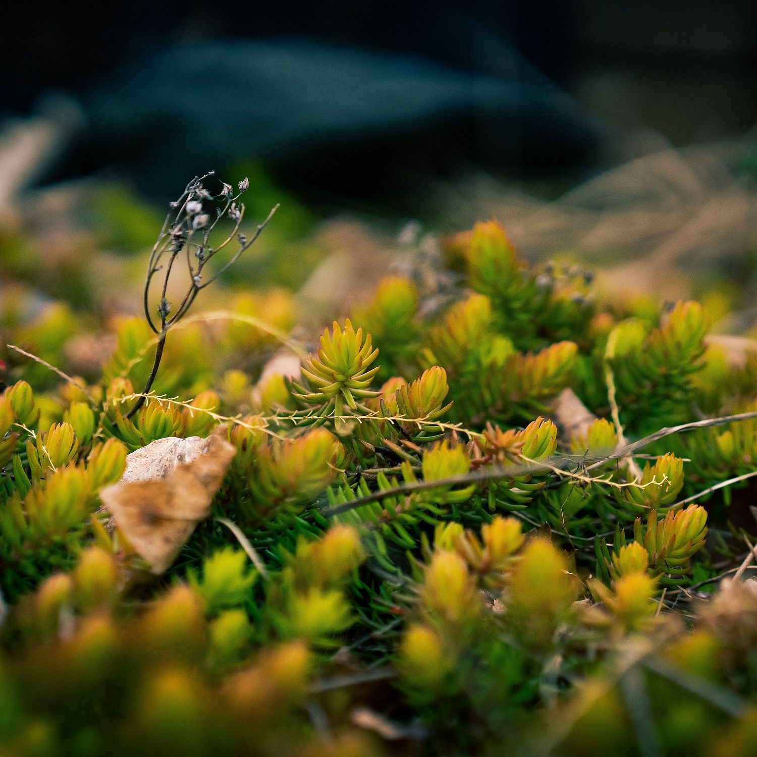 Photography | Zach Carlson Design