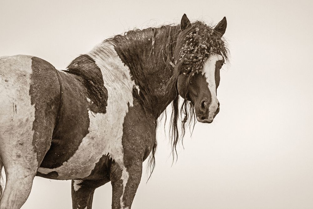 2023 McCullough Peaks Wild Horse and Washakie Calendars for Sale