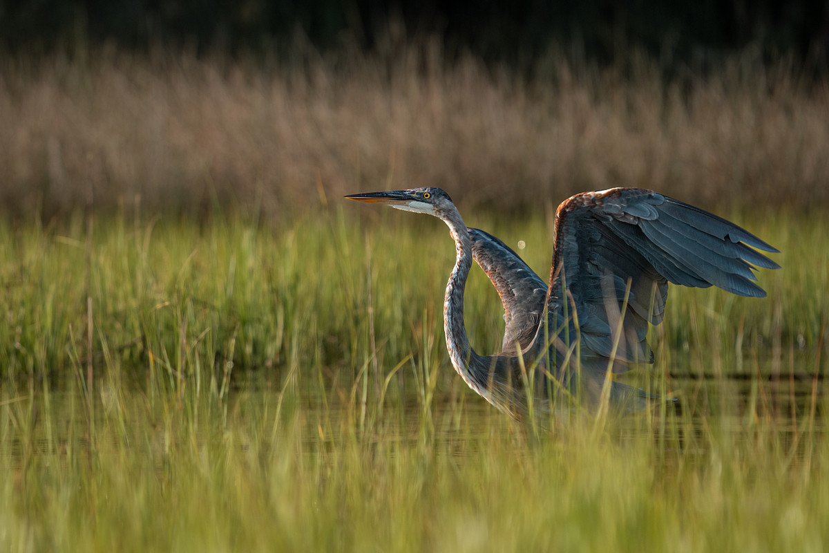 Great Blue Heron Takes Flight: A Stunning Natural Moment