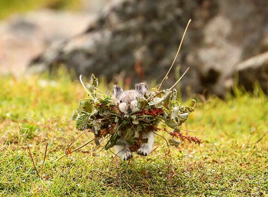 Pika | Flying Pika Photography