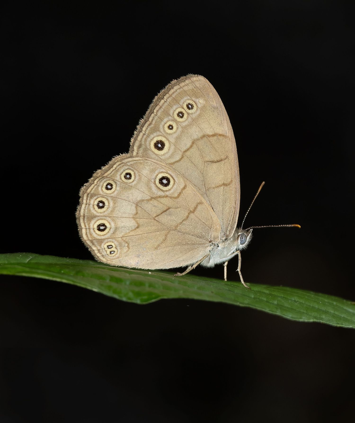 Butterflies | Vasura Jayaweera Photography